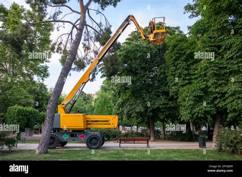 Crane Machine For Cutting Branches Spruce Tree Care On High In Park Arborist Surgeon