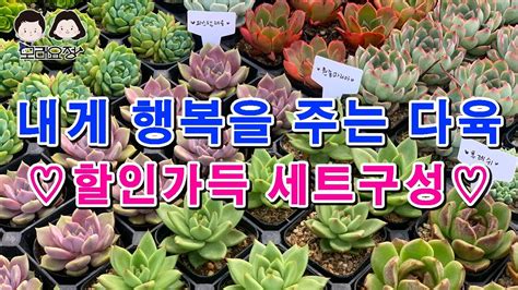 220624 행복을 주는 좋은다육 만나기 모래요정 다육식물 多肉植物 たにくしょくぶつ Korean Succulent Youtube