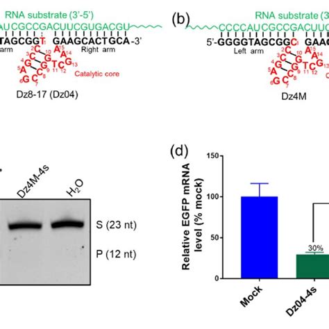 The Dnazyme Dz04 With Both Cleavage And Antisense Activities In Download Scientific Diagram