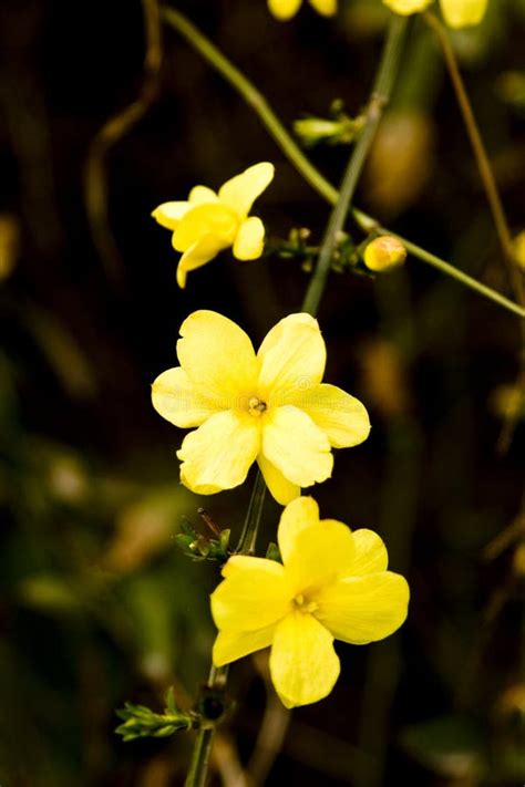 Winter Jasmine Flowers Stock Image Image Of Nature Summer