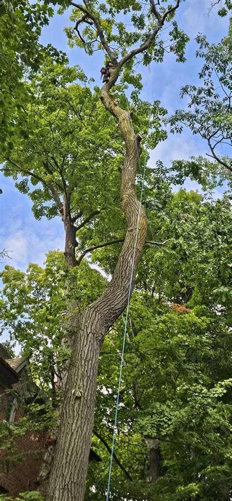 Tree Protection Zone Toronto Secure Your Landscape