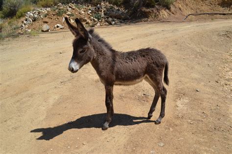 Μια πρώτη γνωριμία με τη Ναυσικά Φοινί Phini