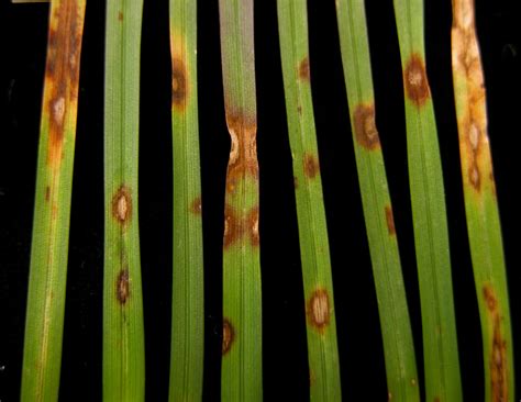 Spring And Summer Leaf Spot Diseases In Lawns And Sports Turf