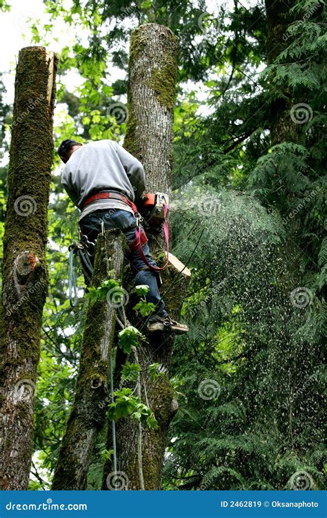 Tree Cutter Stock Image Image Of Wood Sawdust Dust 2462819