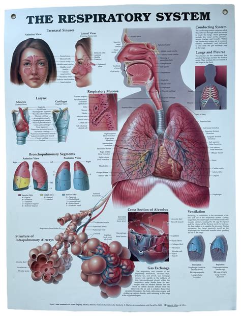 The Respiratory System Anatomical Chart Poster