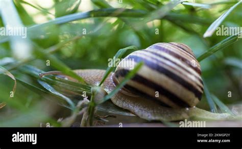 Animal Shell Slug Snail Stock Videos And Footage Hd And 4k Video Clips Alamy