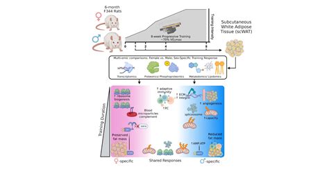 Motrpacrattraining Mowatdata Vignettes Articles Wgcna Metab Module Heatmaps Rmd At Master