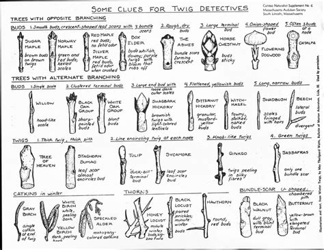 Winter Tree Identification Walk Washtenaw Bird And Nature Alliance