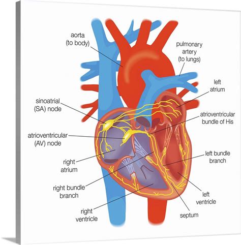 Electrical Conduction In The Heart Controlled By Pacemaker Cells In The