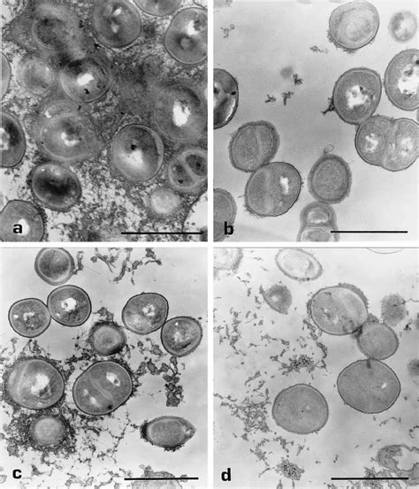 Adhesion To Fibronectin A Fibrinogen B And Collagen C Of 53 S Download Scientific