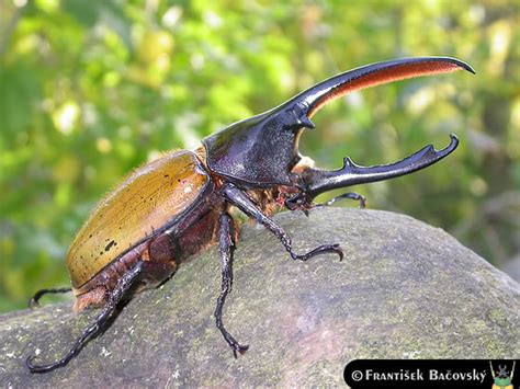 헤라클레스장수풍뎅이 아종 헤라클레스 옥시덴탈리스 네이버 블로그