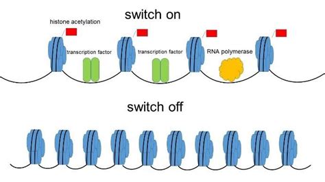 Fig 1 Histone Acetylation Image Eurekalert Science News Releases