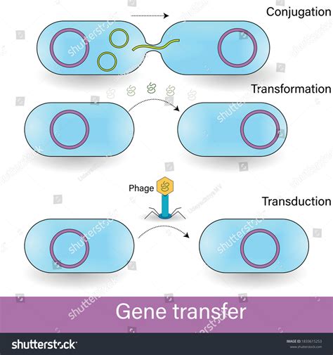 Conjugation In Bacteria