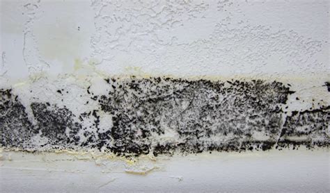 Can A Dehumidifier Eliminate Damp Advanced Damp Guide