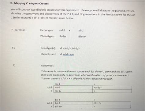Ii Mapping C Elegans Crosses We Will Conduct Two