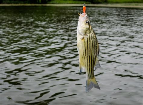 Striped Bass Best Striped Bass Lure Striped Bass Season