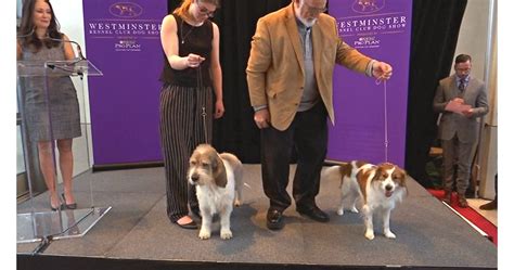 Две нови породи ловни кучета и чудесни домашни любимци в престижна киноложка изложба