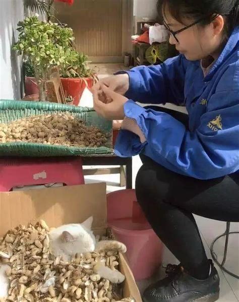 一隻懶出大師境界的貓：被灑滿身花生殼也能睡很熟 每日頭條