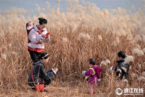 金華蘆葦花綻放 搖曳生姿醉遊人 每日頭條