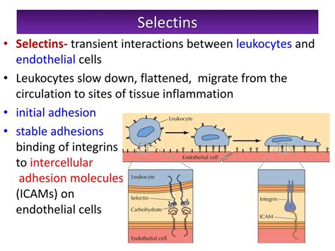 Ppt Extracellular Matrix Powerpoint Presentation Free Download Id 3532932