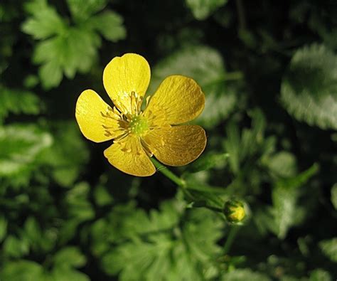 Yellow Buttercup Flower Images At Ronald Caster Blog