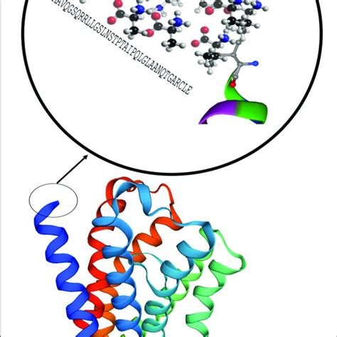 Structure Of Pomc Pre Opiomelanocortin Gene And Its Download Scientific Diagram