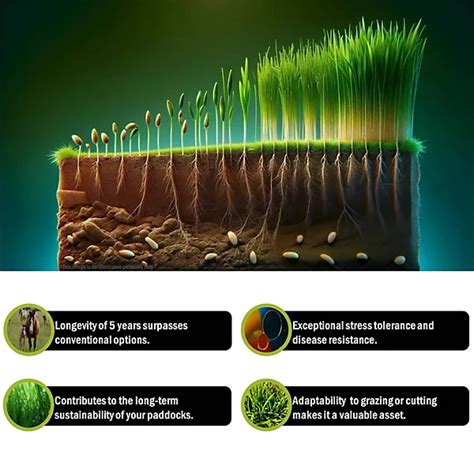 Pegdev Pdl Paddock Grass Seed Resilient Versatile And High
