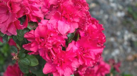 35 Different Types Of Flowering Azalea Varieties