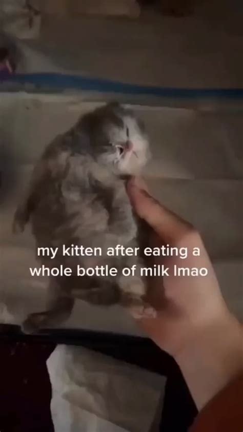 C Has Buffer Overflow Rcat