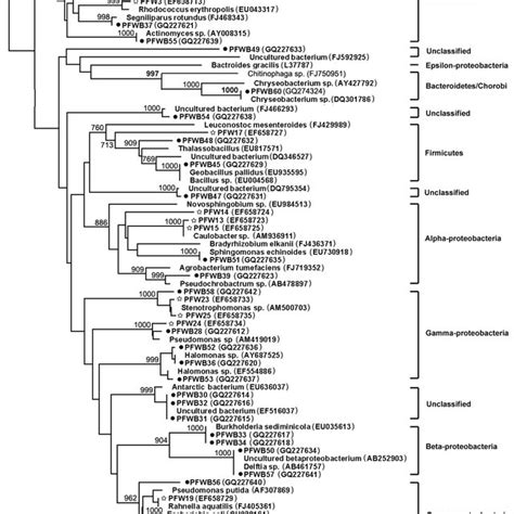 Neighbour Joining Phylogenetic Tree Showing The Relationship Between