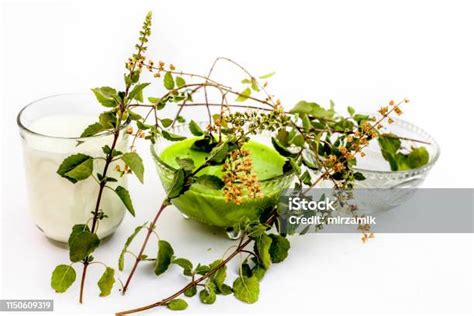 툴 시 페이스 팩 또는 얼굴 마스크 흰색 절연 즉 오트밀은 탠 또는 태양 화상에 사용 되는 우유와 물과 툴 시 또는 홀리 바