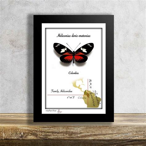 Heliconius Doris Eratonius