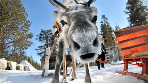 200 Reindeer Wallpapers