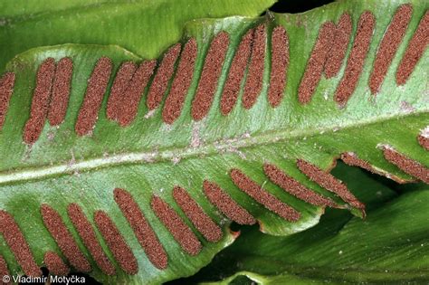 Asplenium Scolopendrium Floraveg Eu