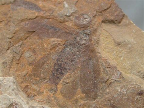 Cockroach Insect Fossil