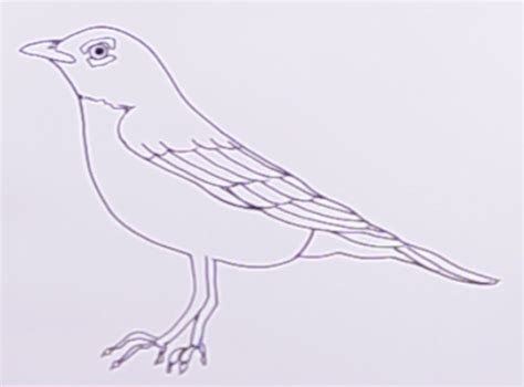 How To Draw An American Robin Bird