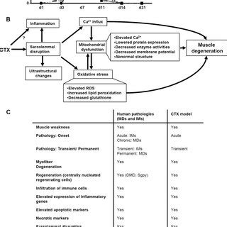 Schematic Representation Of The Cellular Changes In The CTX Model A Download Scientific