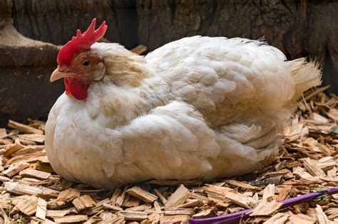Cornish Cross Chicken Breed Your Guide To A Champion Meat Bird