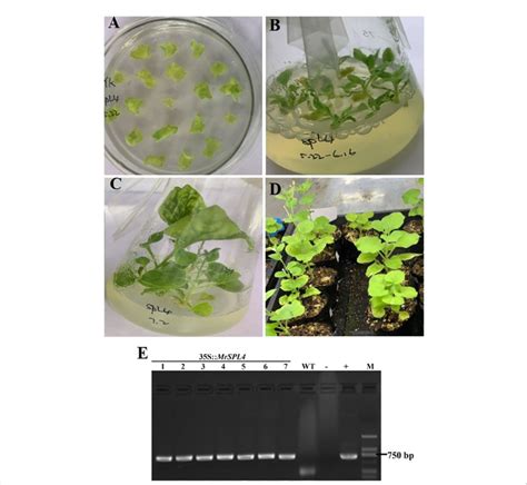 Regeneration Of Positive Tobacco Plants And Pcr Identification Of Kan