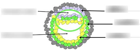 Embryology Diagram Quizlet