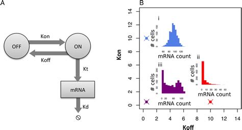 Two State Model Of Bursty Gene Expression The Distribution Of Gene Download Scientific Diagram