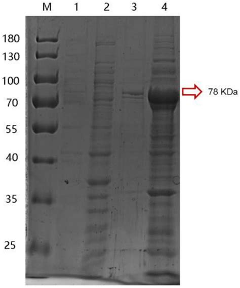 来源于环状芽孢杆菌的环糊精葡萄糖基转移酶的应用及五环三萜类化合物糖基化方法 Cn117778343a 专利顾如
