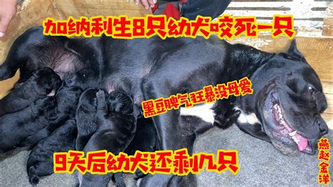 加纳利生8只幼犬咬死一只，狗妈脾气狂暴没有母爱，9天后幼犬还剩几只 Youtube