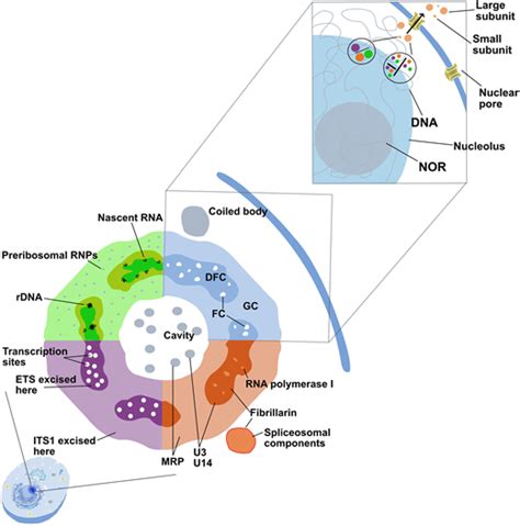 Nucleolar Origins Challenging Perspectives On Evolution And Function