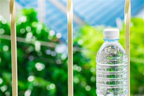 하늘과 나무 흐린 배경에 플라스틱 만든 병 물 벽지를 사용 하 여 패키지 또는 이미지 및 복사 공간을 새로 고침 제품 0명에 대한 스톡 사진 및 기타 이미지 Istock