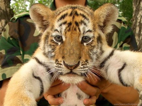 Free Download Hd Png Baby Cub Face Hands Wallpaper Background Best Stock Photos Image Id