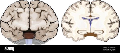 Brain Anatomy Frontal View And Cross Section Of A Human Brain Close
