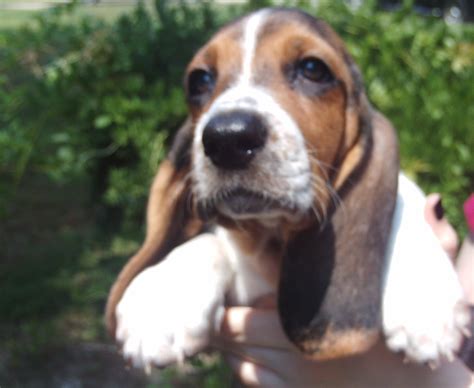 🔥 50 Puppy Basset Hound Wallpapers Wallpapersafari