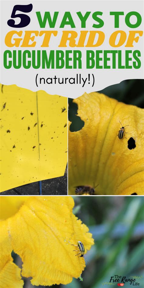 How To Kill Cucumber Beetles Organically Artofit