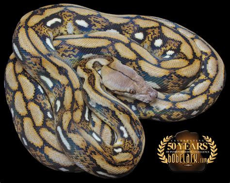 Reticulated Pythons